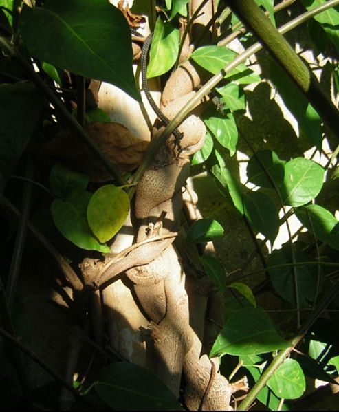 493px-Banisteriopis-caapi-vine – Multidisciplinary Association for ...